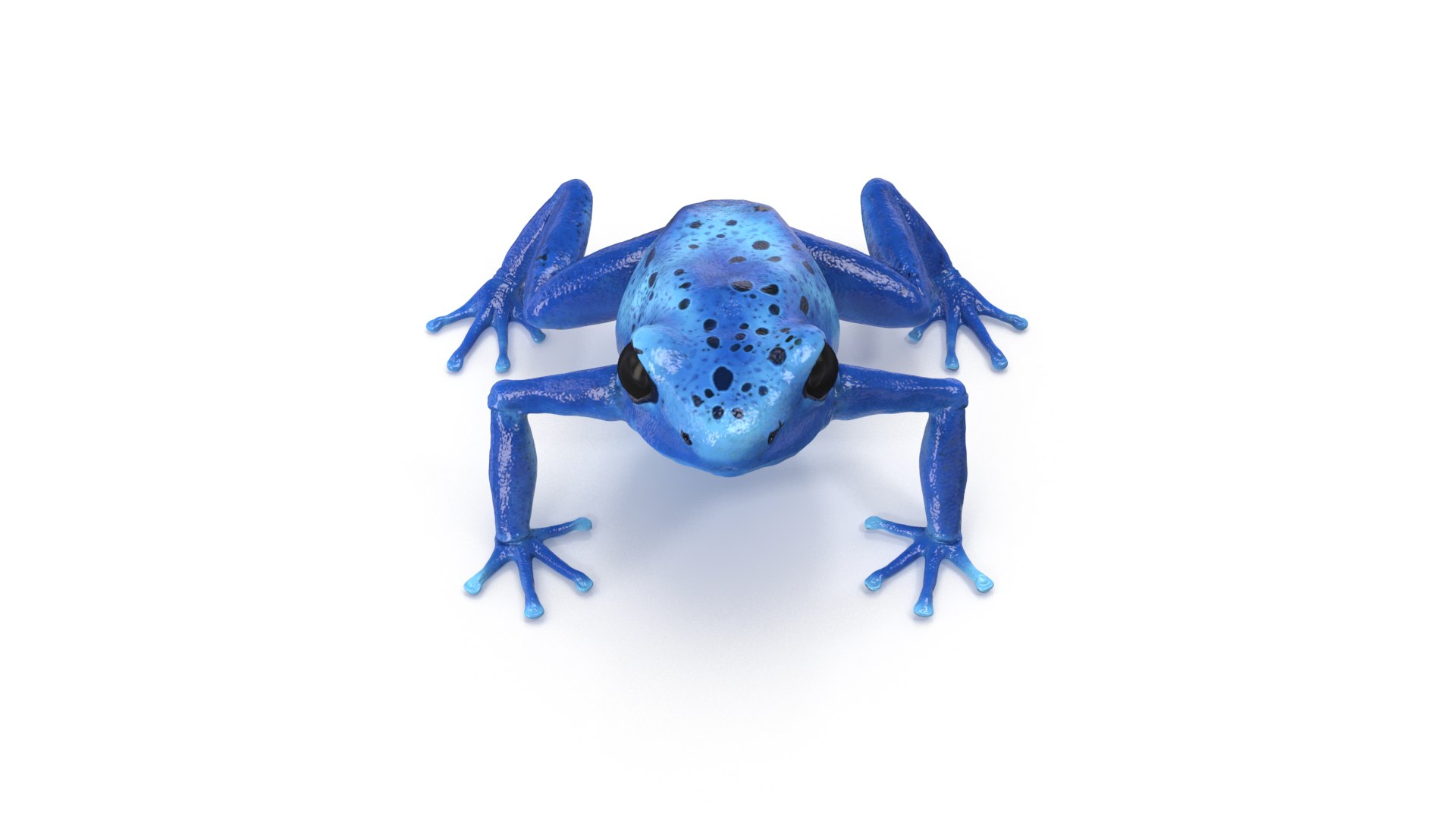 Blue Poison Dart Frog Animated 3D Model - TurboSquid 2143410