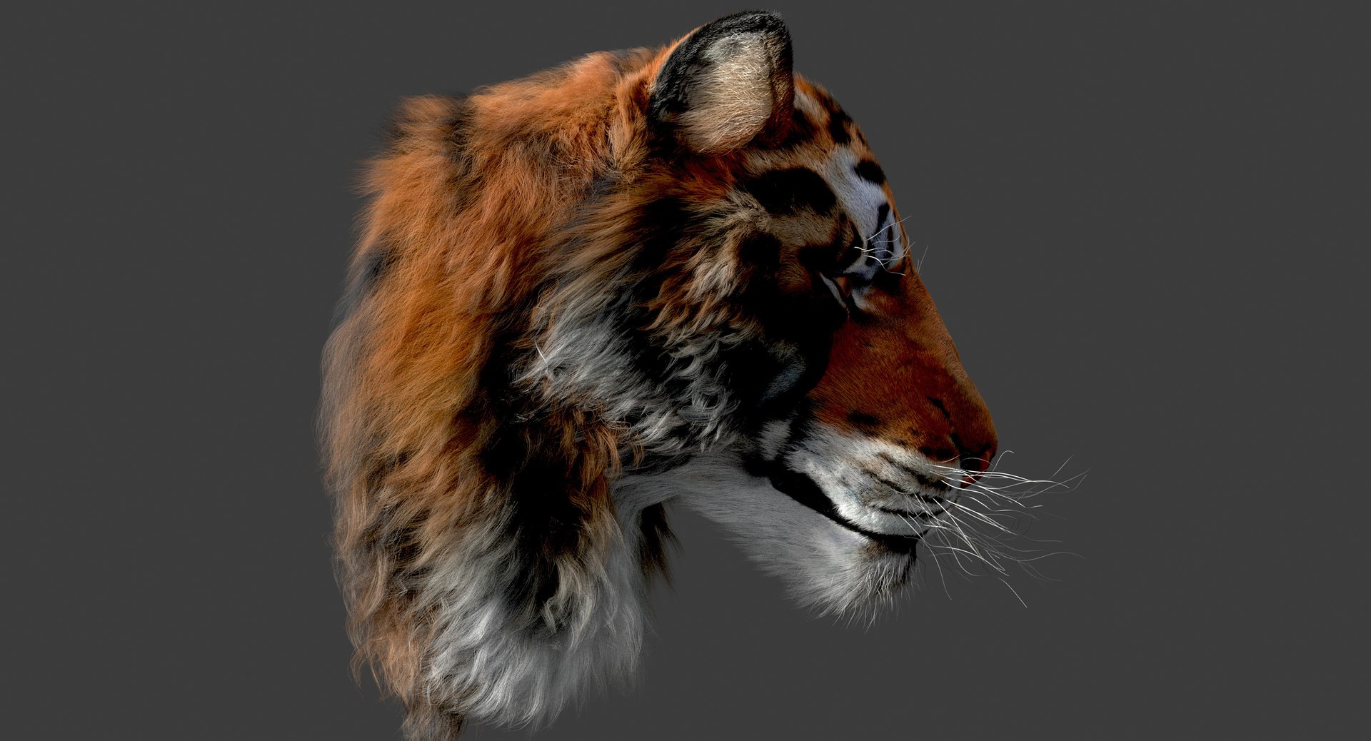 3D Model Tiger Head - TurboSquid 1411173