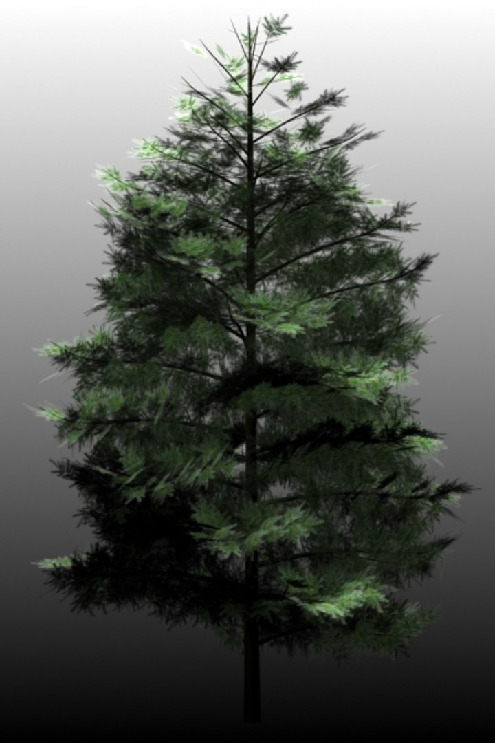 Max Spruce Trees