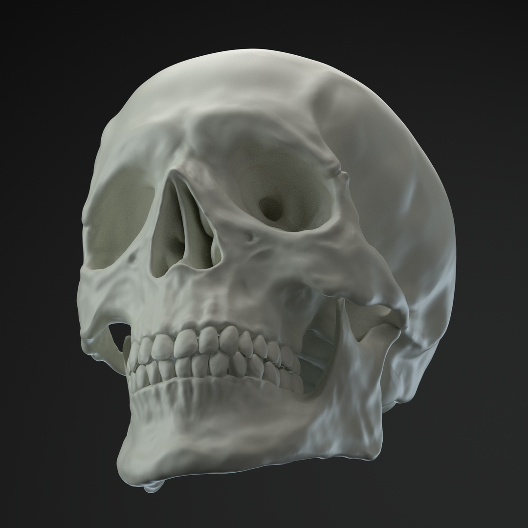 3D модель Человеческий череп - TurboSquid 1390560