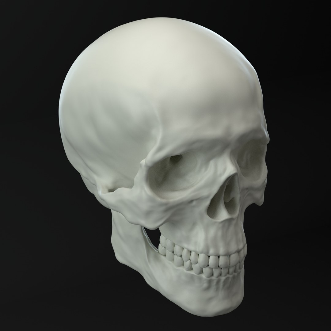 Human Skull 3D Model - TurboSquid 1390560