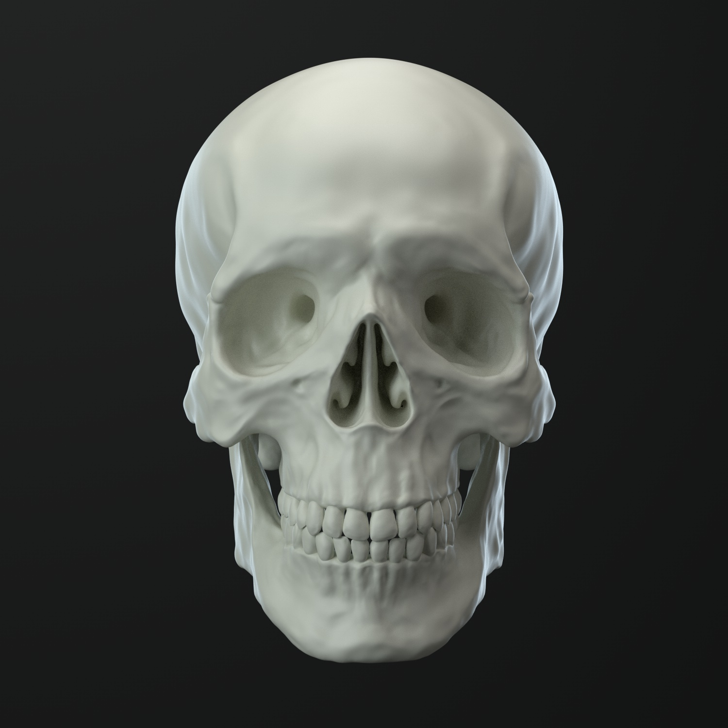 3D модель Человеческий череп - TurboSquid 1390560