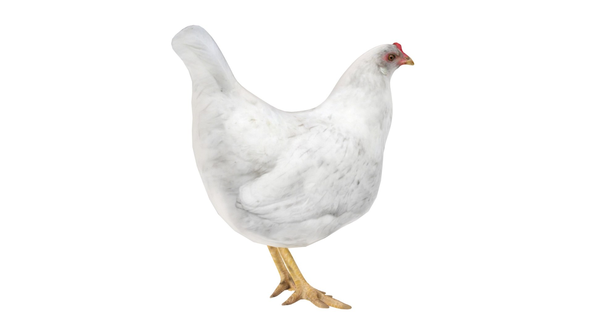 3D White Chicken Chick Model - TurboSquid 1659350
