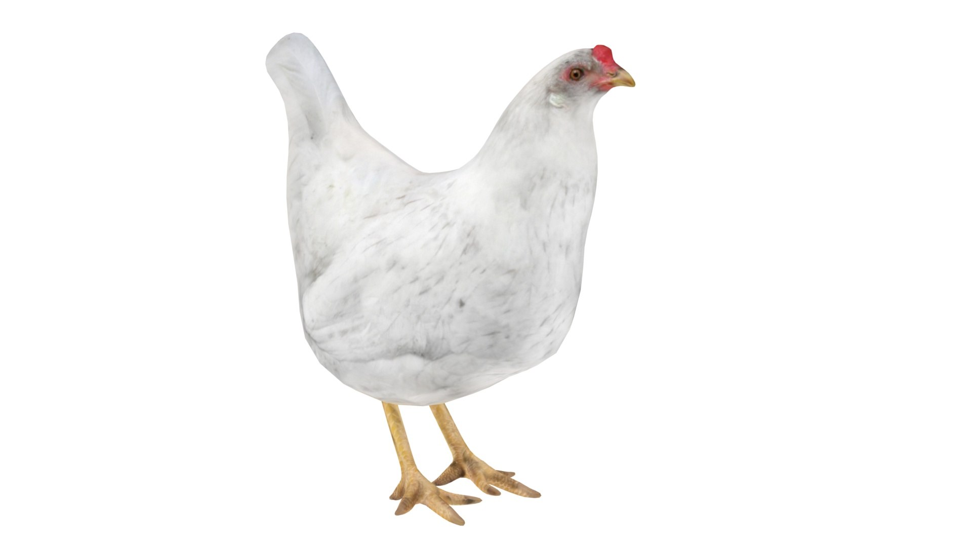 3D White Chicken Chick Model - TurboSquid 1659350