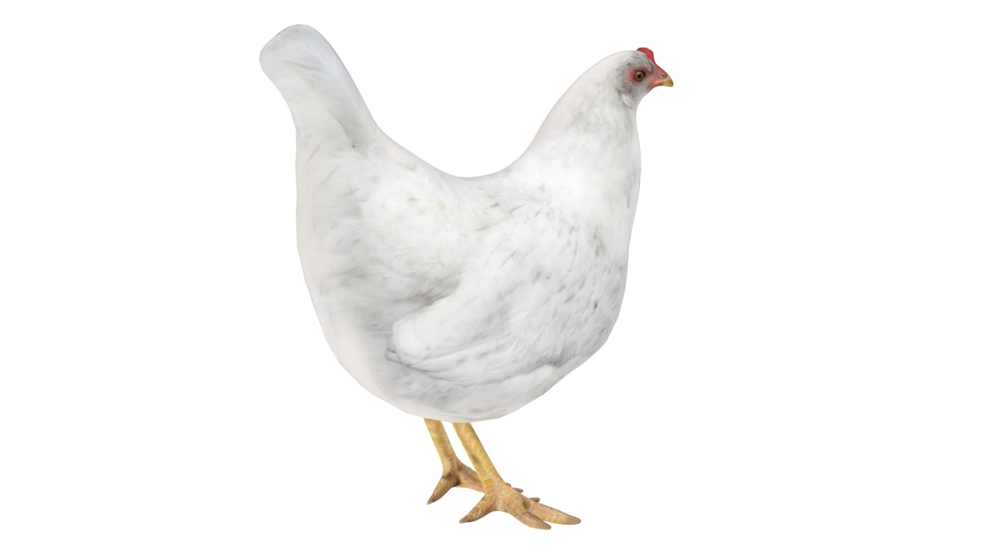 3D White Chicken Chick Model - TurboSquid 1659350
