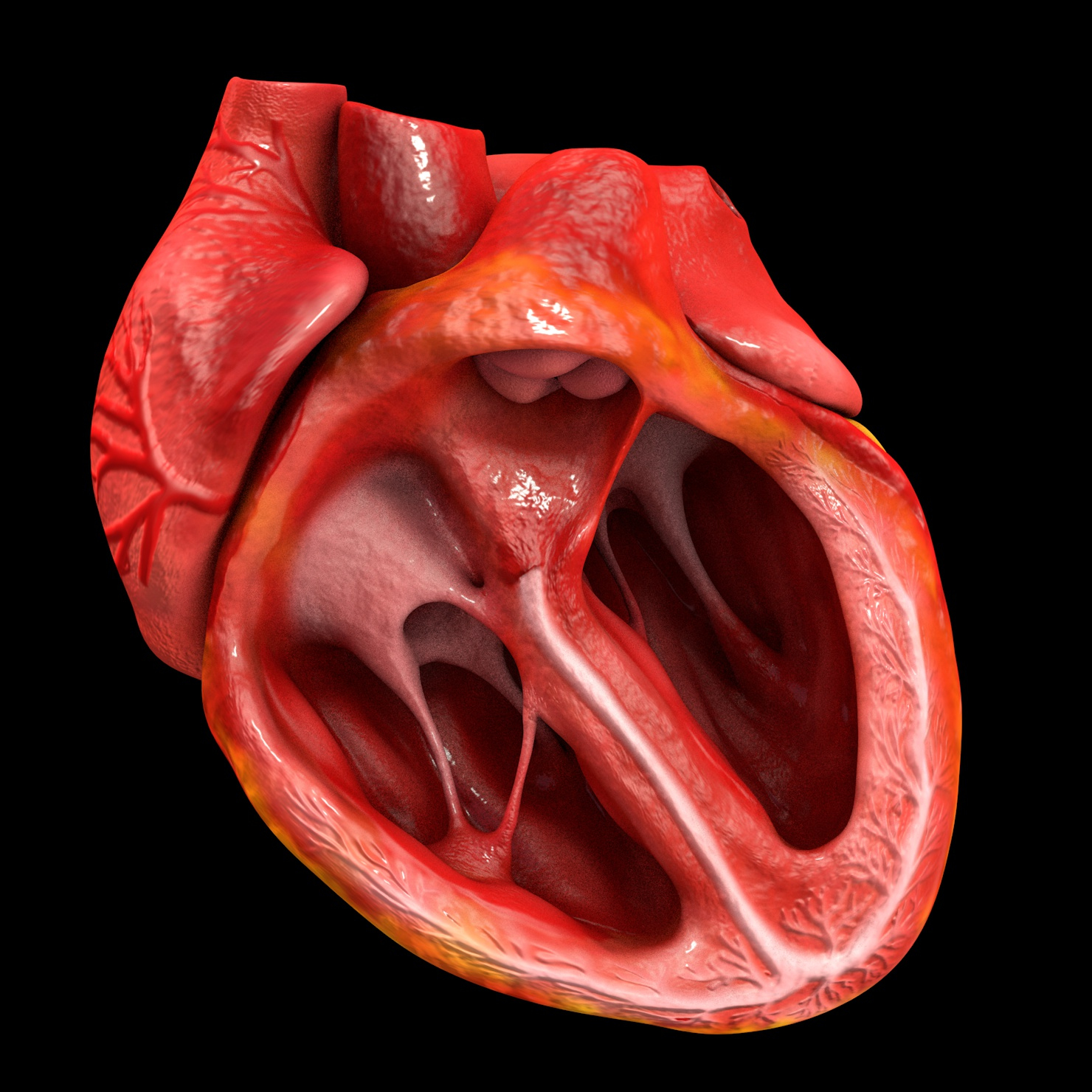 3ds human heart medically accurate