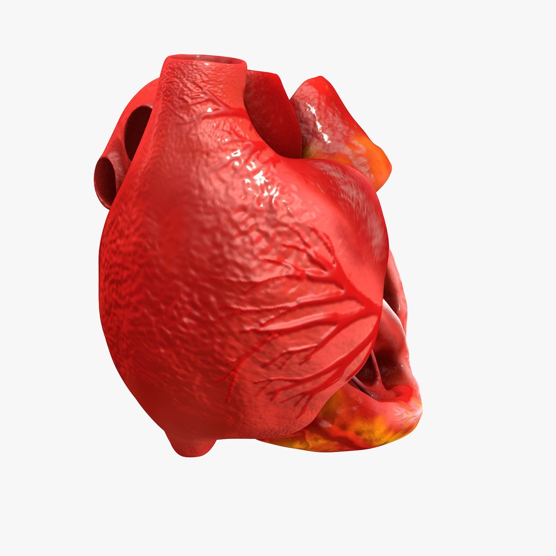 3ds human heart medically accurate