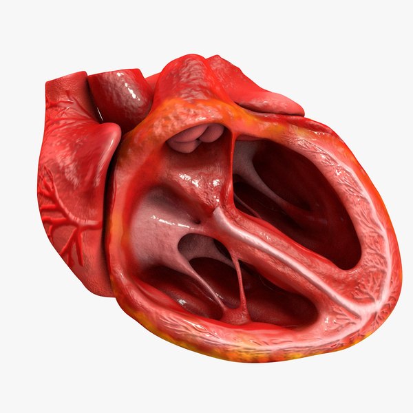 Human Heart 360