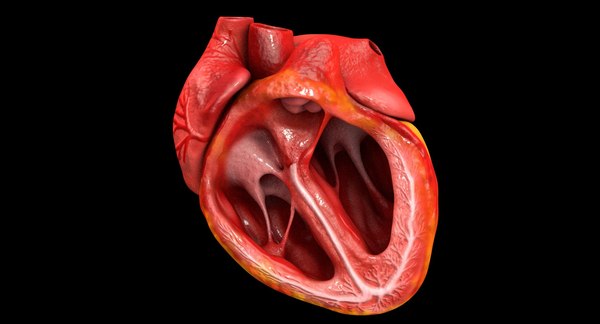 Human Heart 360