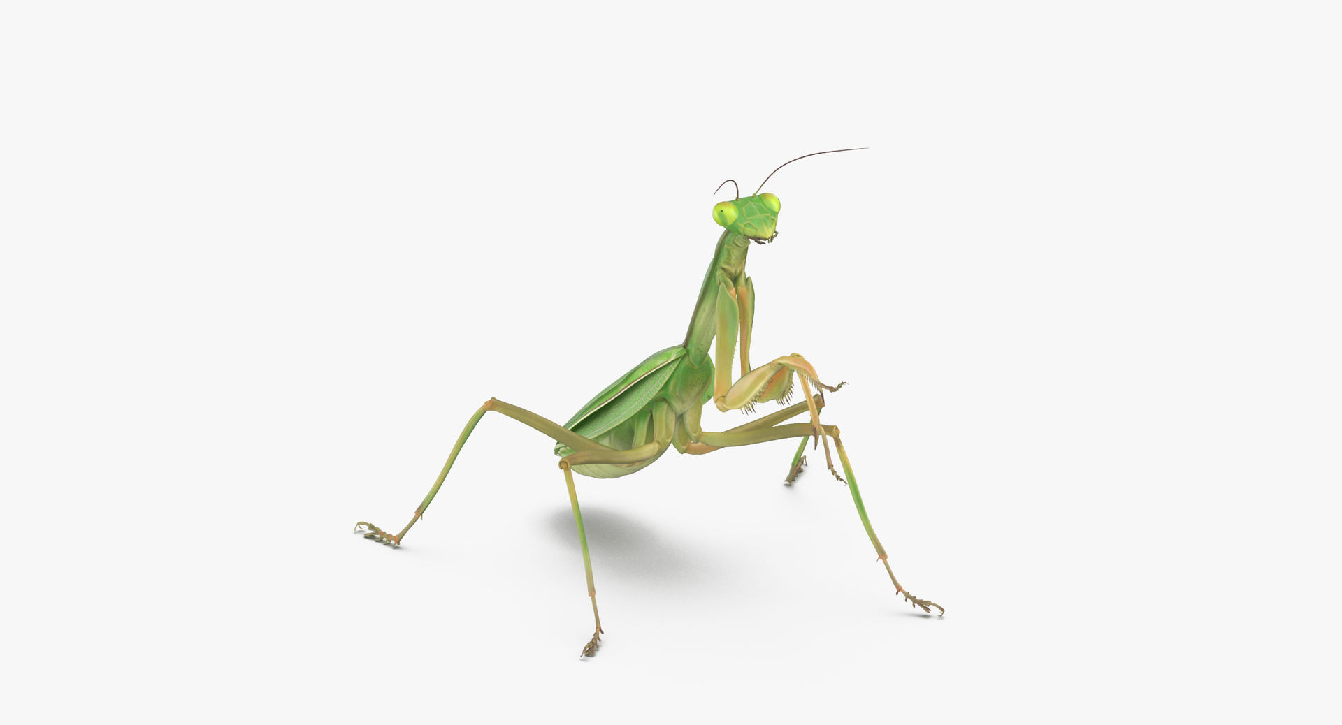 3D Model Insects Praying Mantis - TurboSquid 1398884