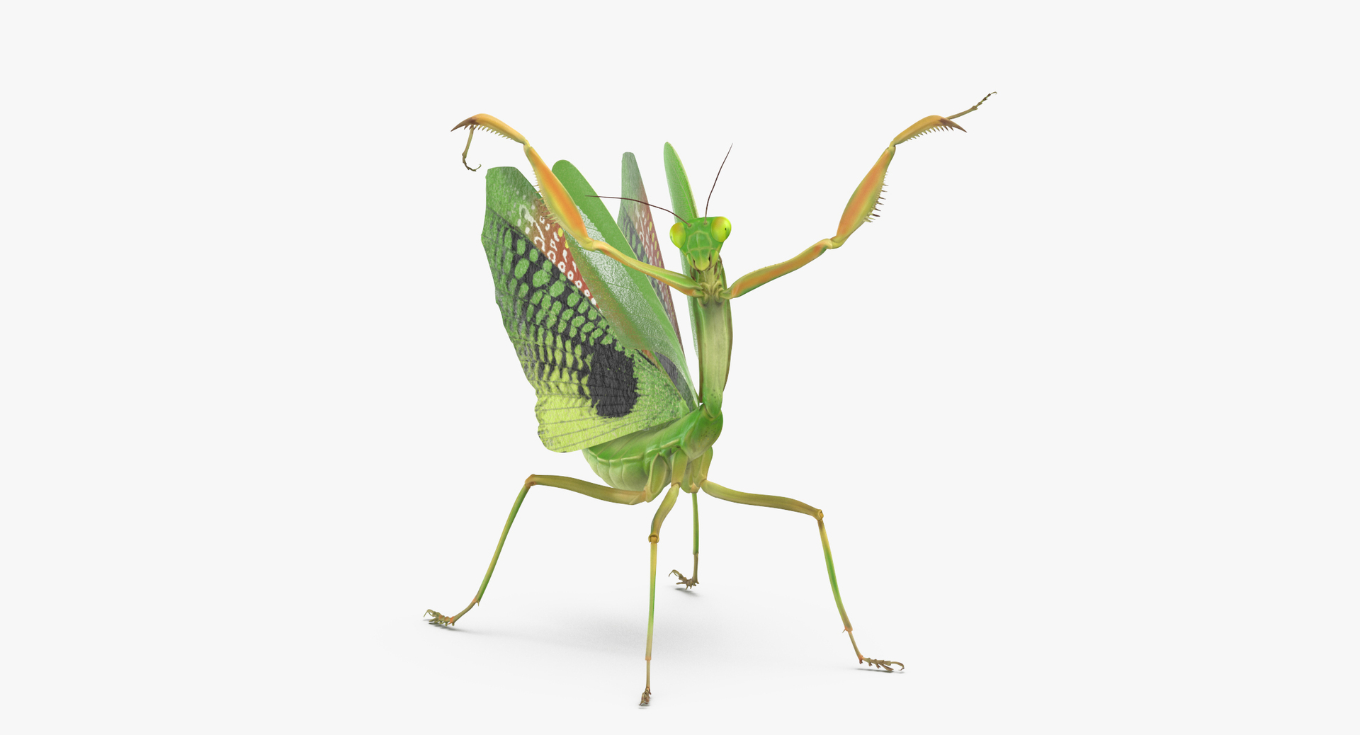 3D Model Insects Praying Mantis - TurboSquid 1398884