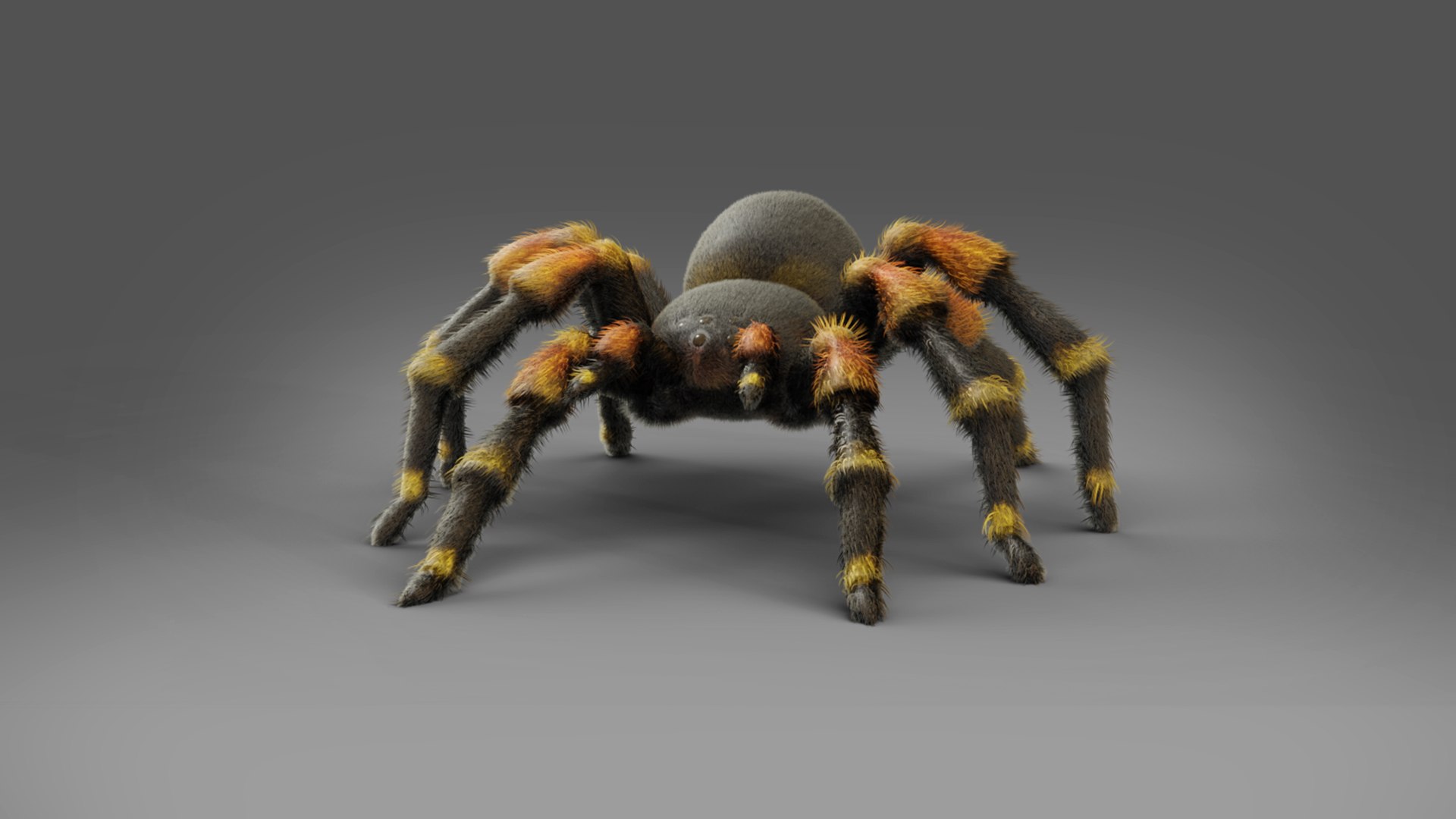 3D 3D Spider Tarantula Rigged - TurboSquid 2003692