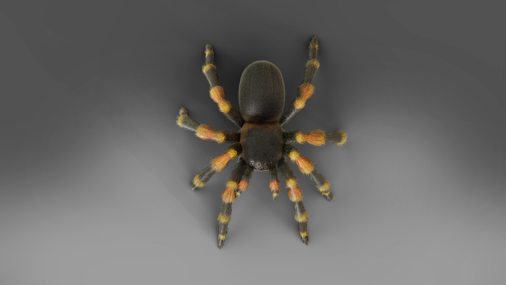 3D 3D Spider Tarantula Rigged - TurboSquid 2003692