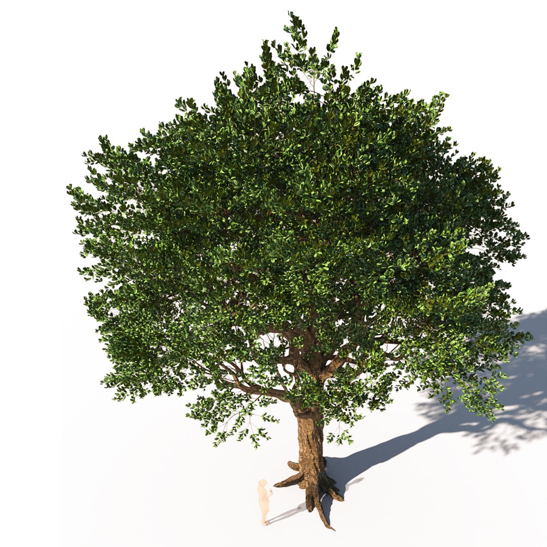 3D Mature Coast Live Oak - TurboSquid 1692416