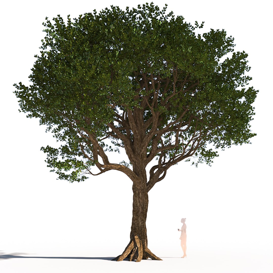 3D Mature Coast Live Oak - TurboSquid 1692416
