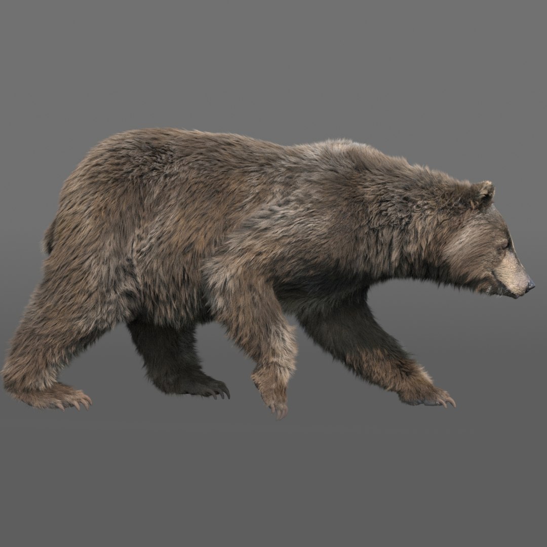 3D Bear Rig Animation Character - TurboSquid 1354894