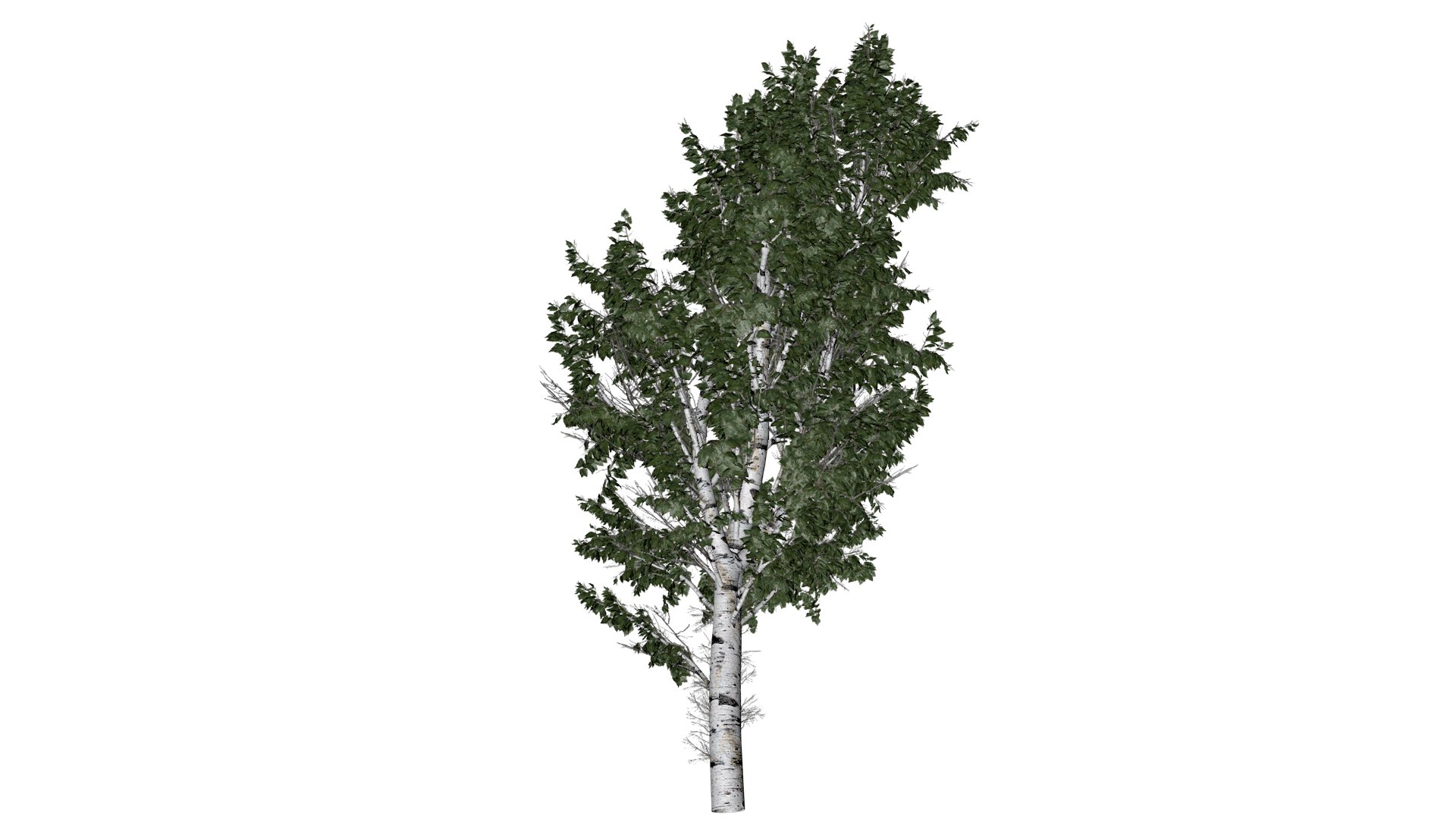 European White Birch Tree - 02 - 3D Model - TurboSquid 2375861