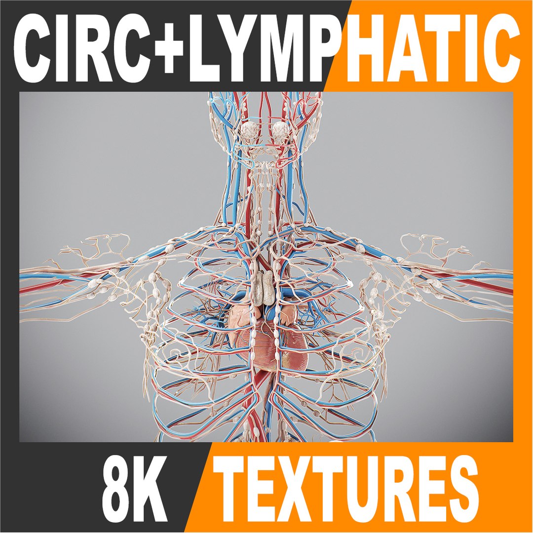 3D Human Male Circulatory And Lymphatic Anatomy - TurboSquid 2375135
