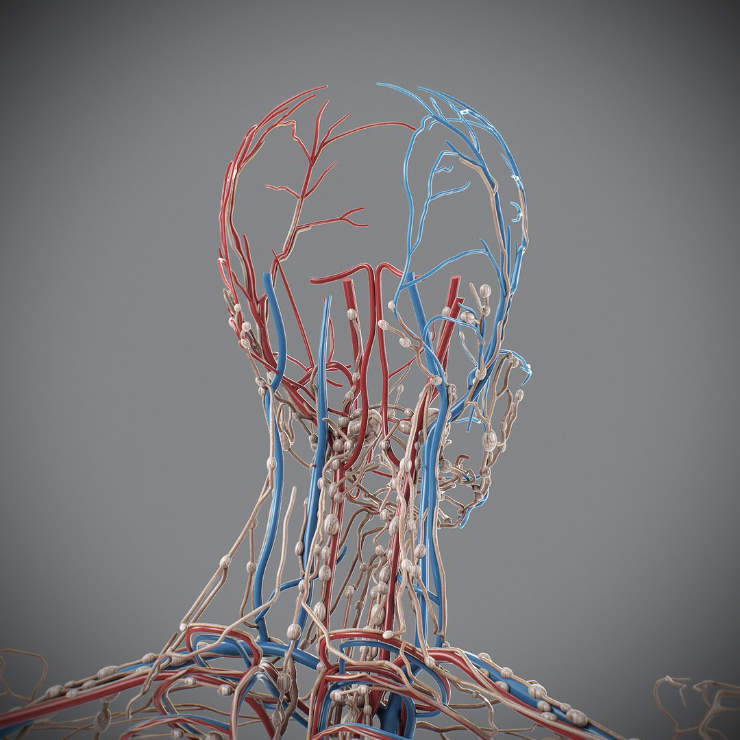 3D Human Male Circulatory And Lymphatic Anatomy - TurboSquid 2375135