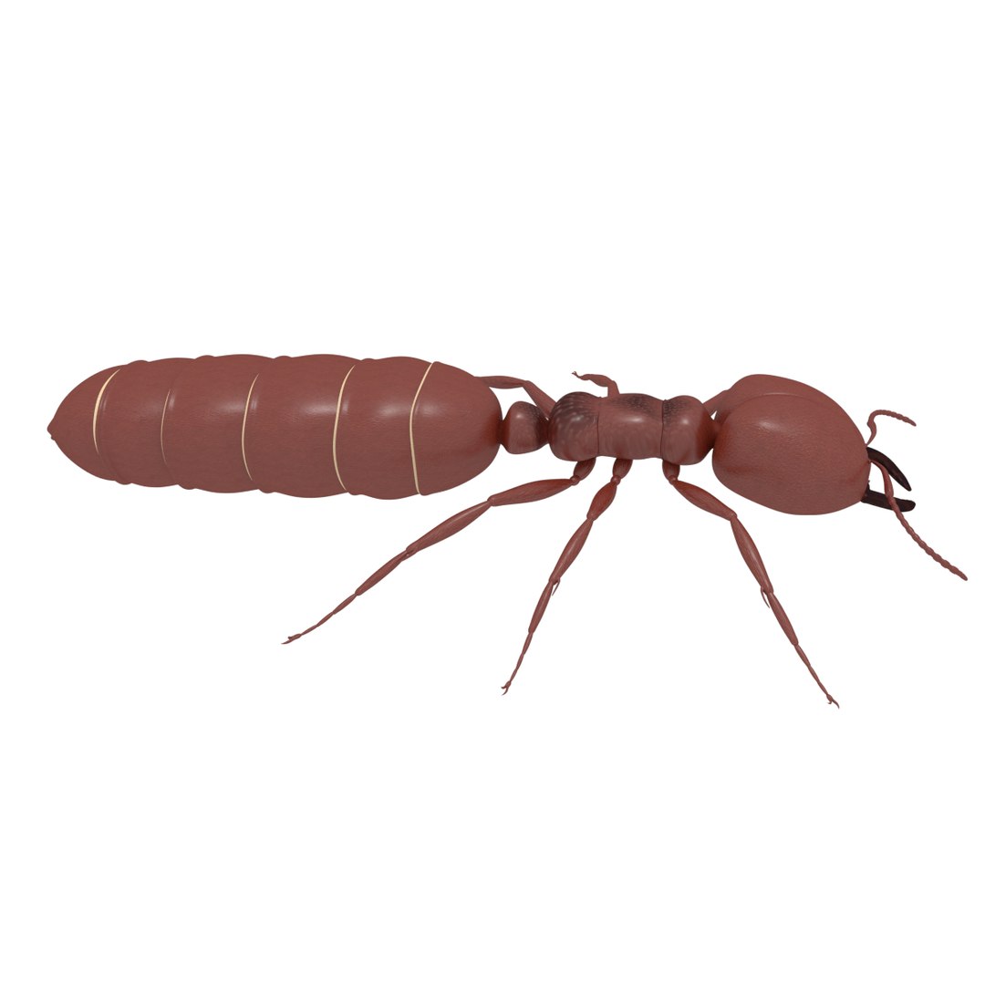 3D Army Ant Queen - TurboSquid 1206316