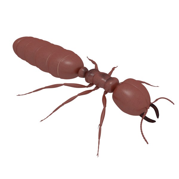 3D army ant queen - TurboSquid 1206316