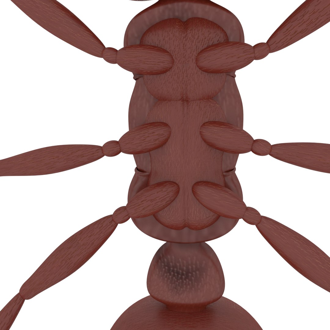 3D Army Ant Queen - TurboSquid 1206316