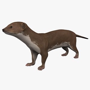 3d Model Weasel Pose 4 Fur