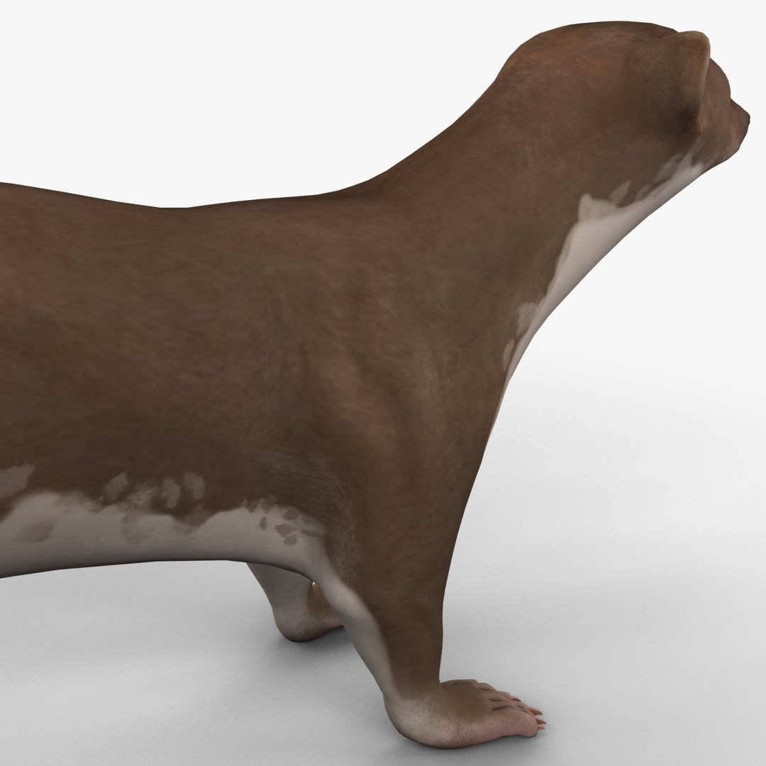 Weasel 3d Max