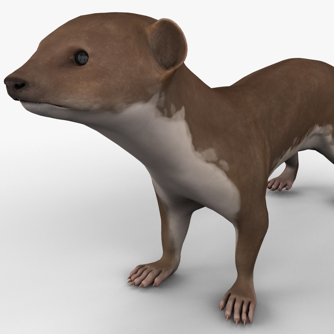 Weasel 3d Max