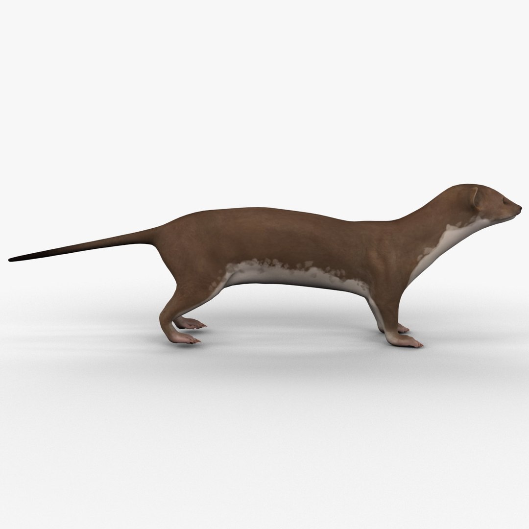 Weasel 3d Max