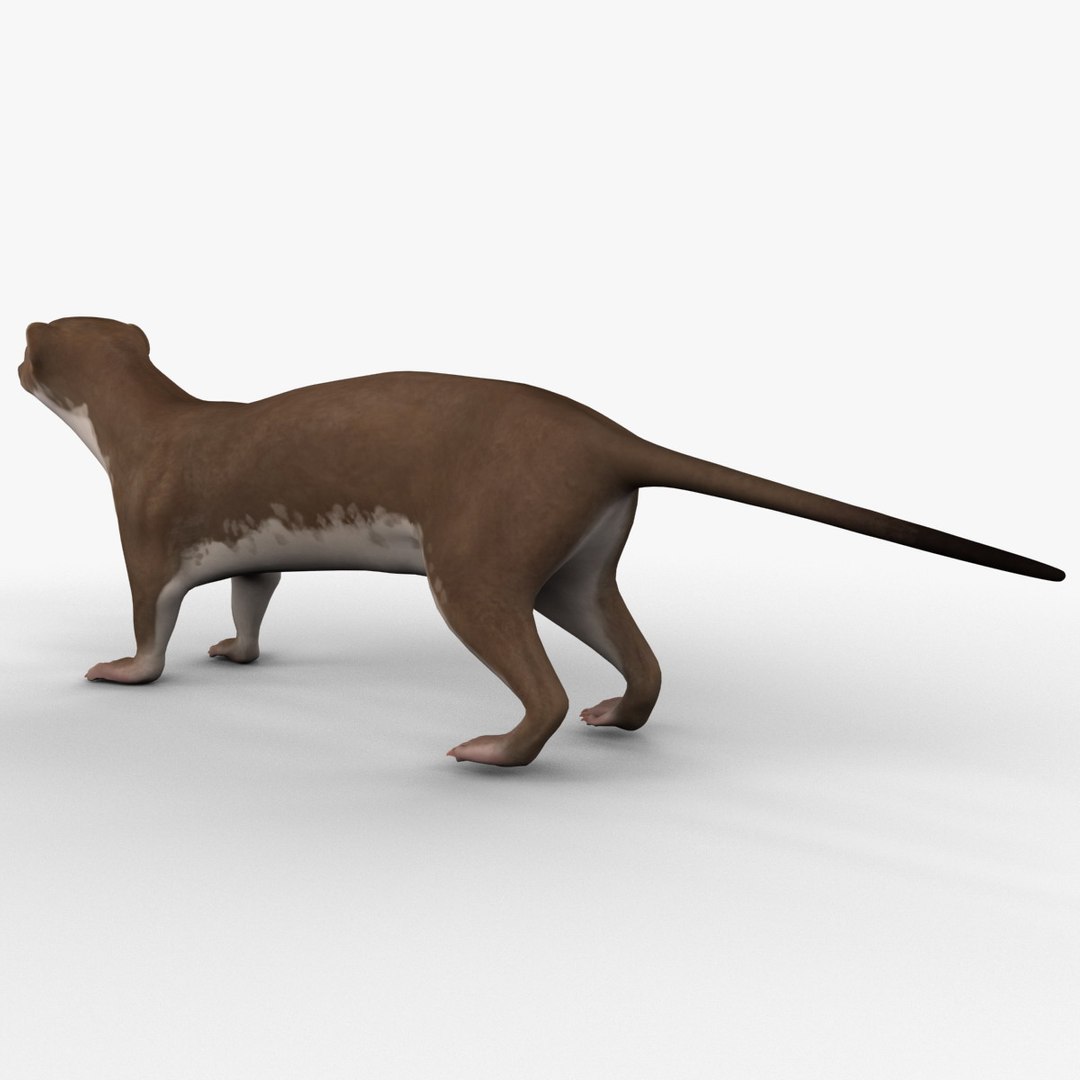 Weasel 3d Max