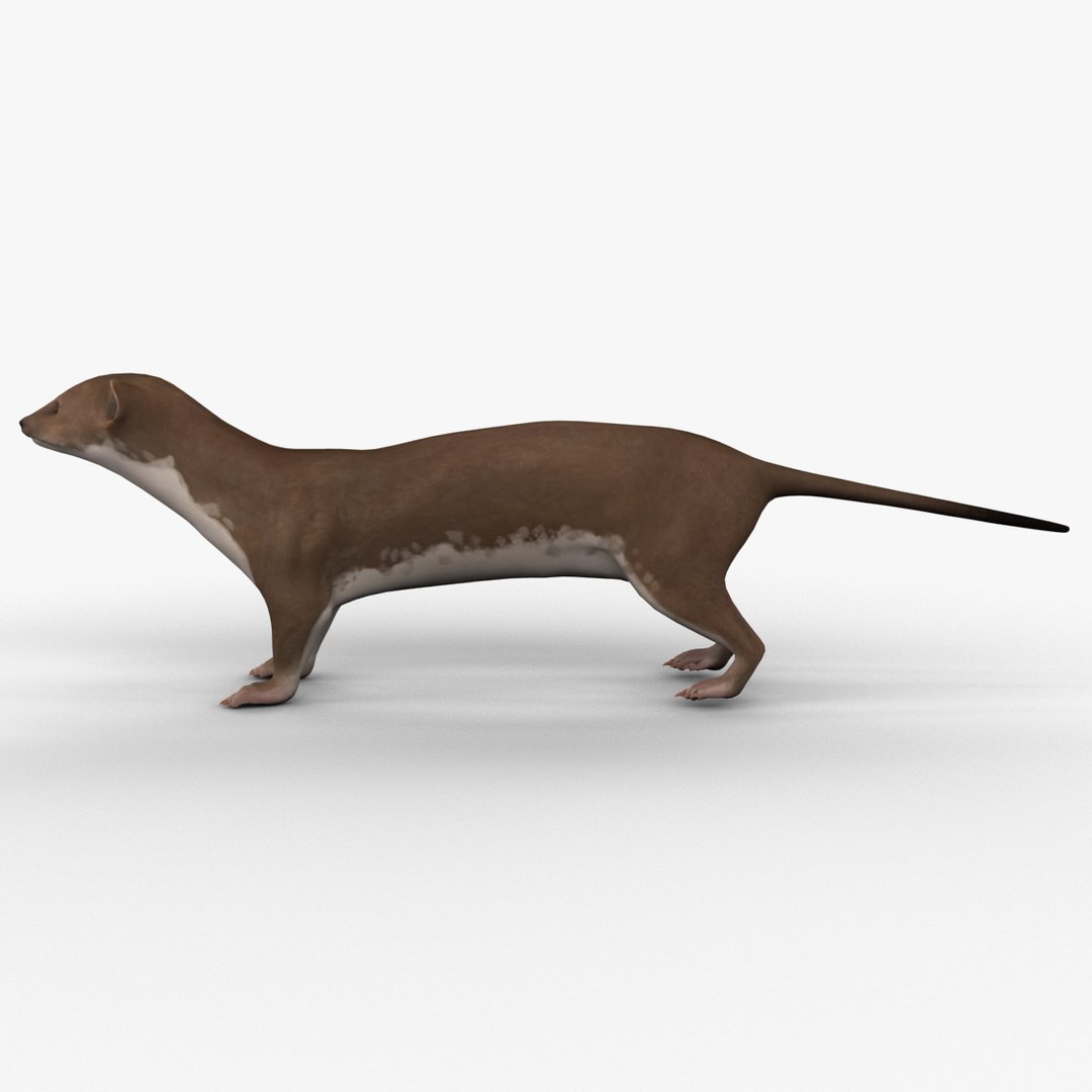 Weasel 3d Max