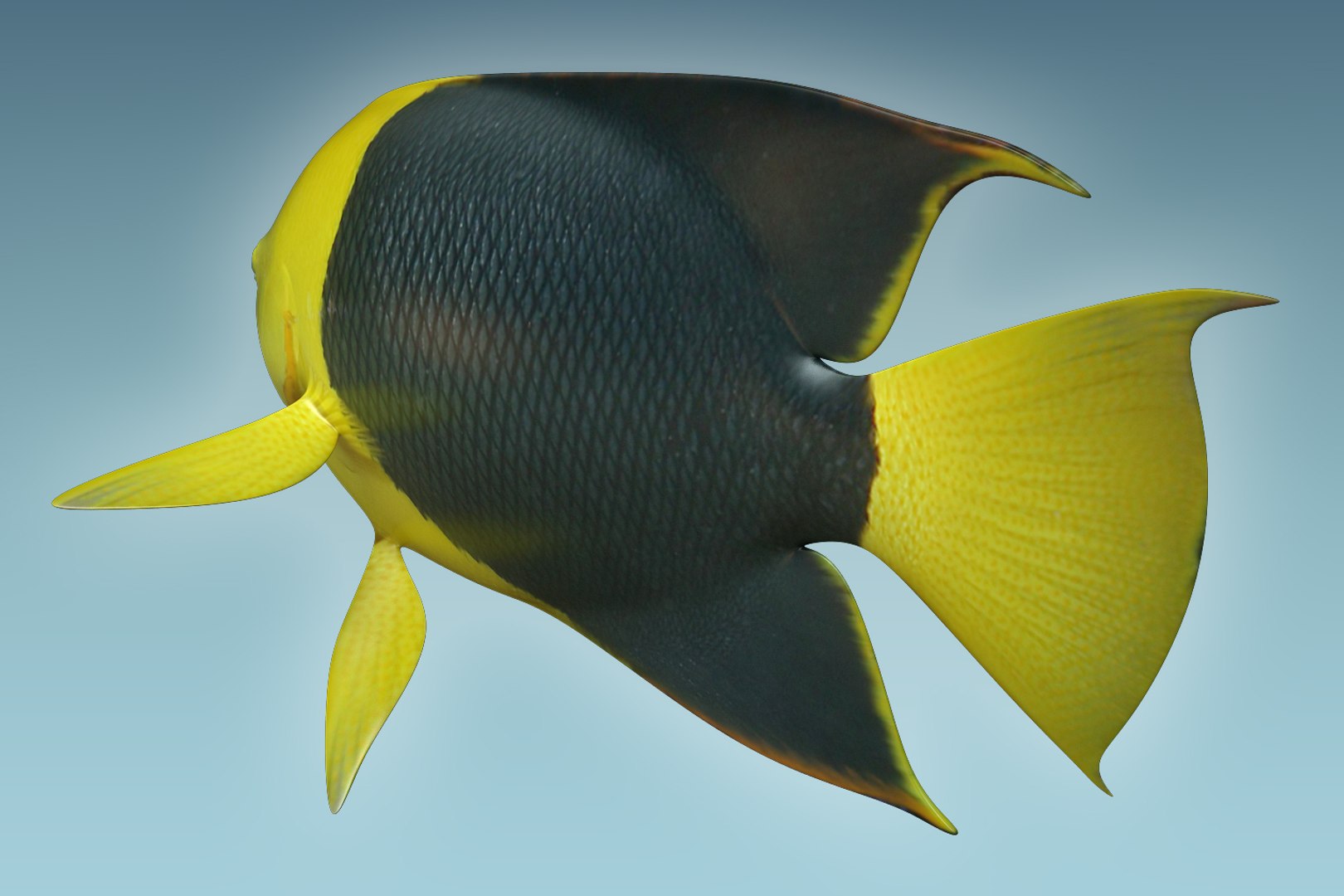 3D Angle Fish 18 - TurboSquid 1208444