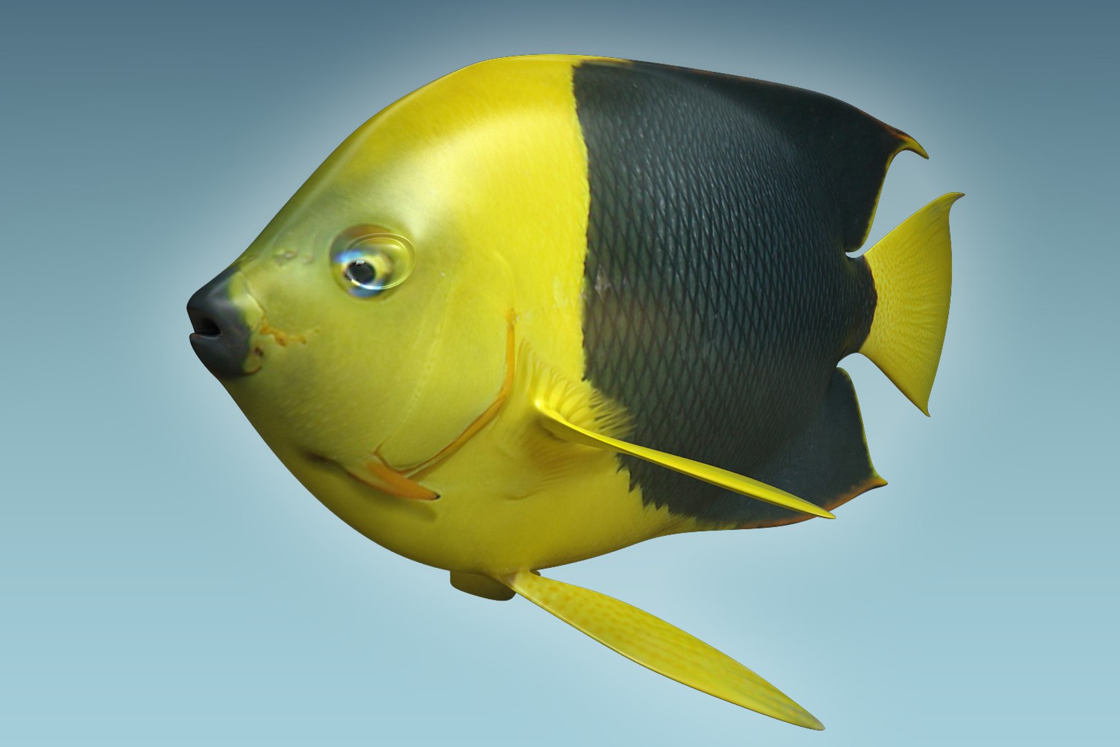 3D Angle Fish 18 - TurboSquid 1208444
