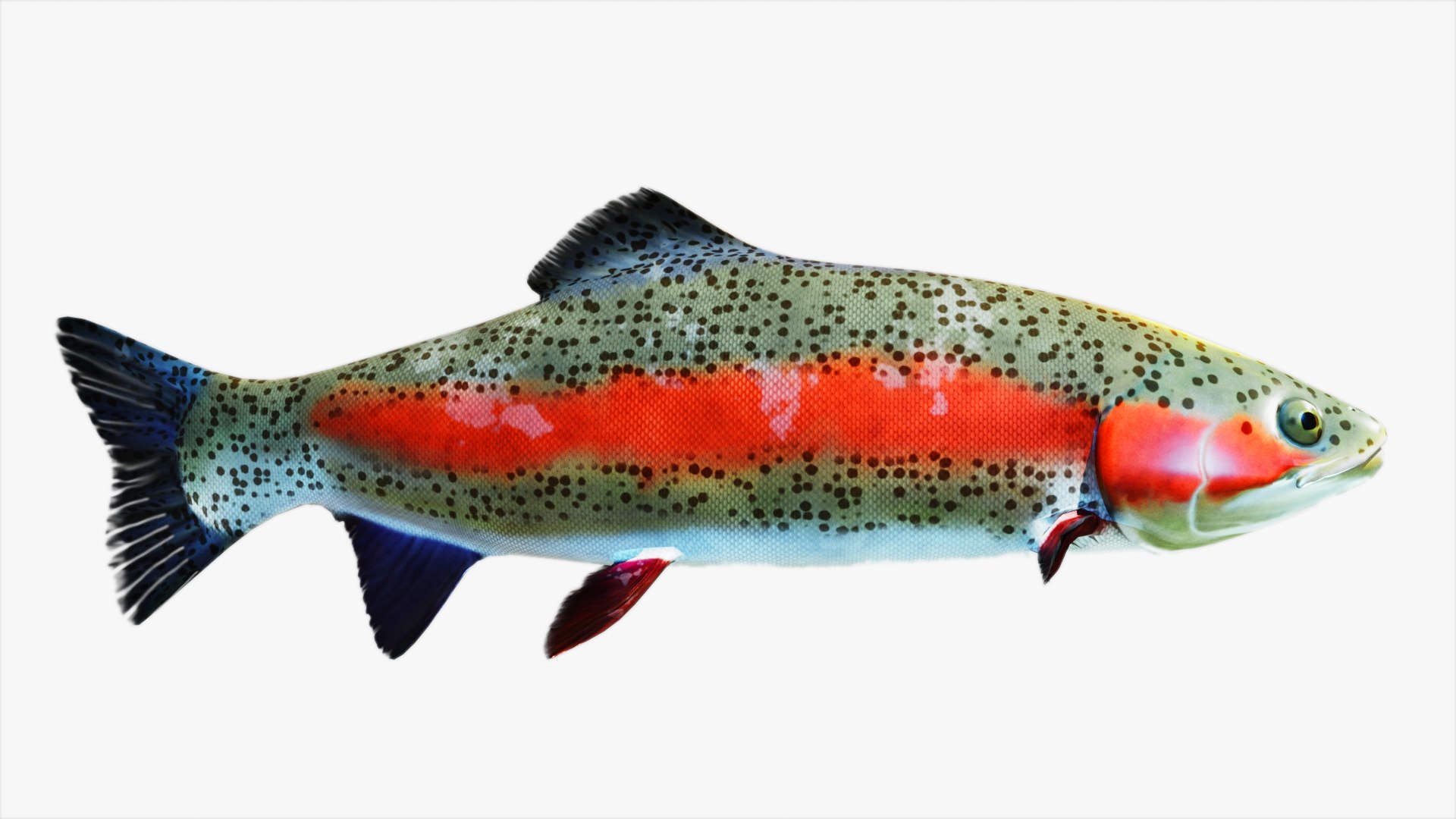3D Rainbow Trout Model - TurboSquid 2315793