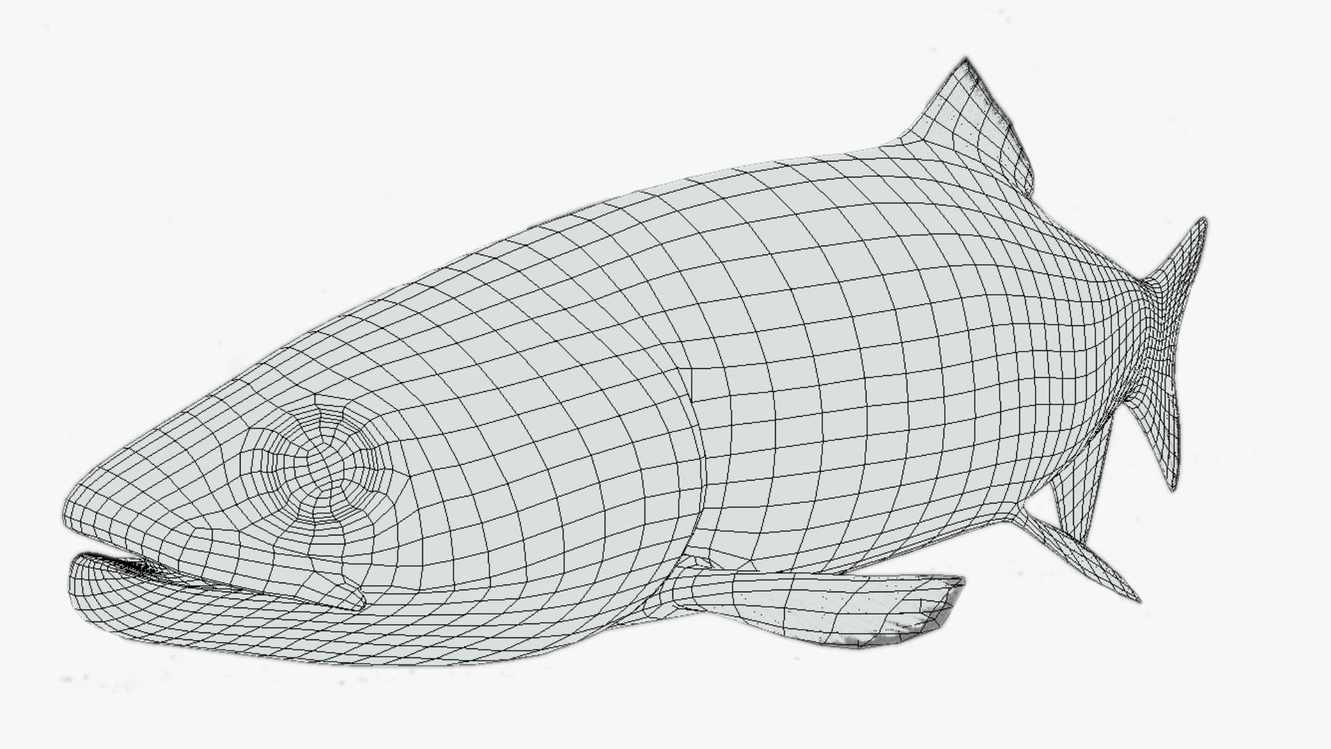 3D Rainbow Trout Model - TurboSquid 2315793