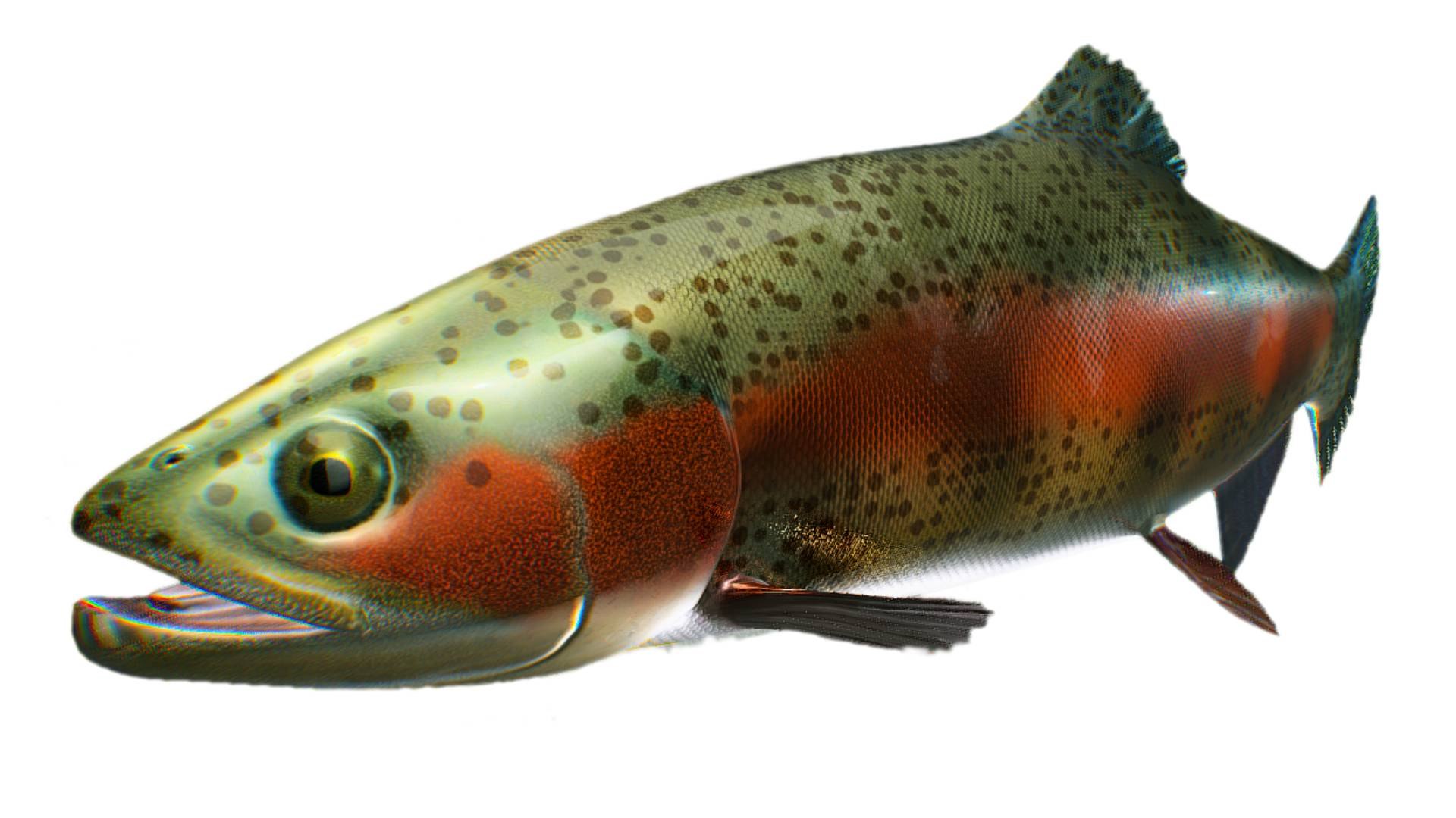 3D Rainbow Trout Model - TurboSquid 2315793