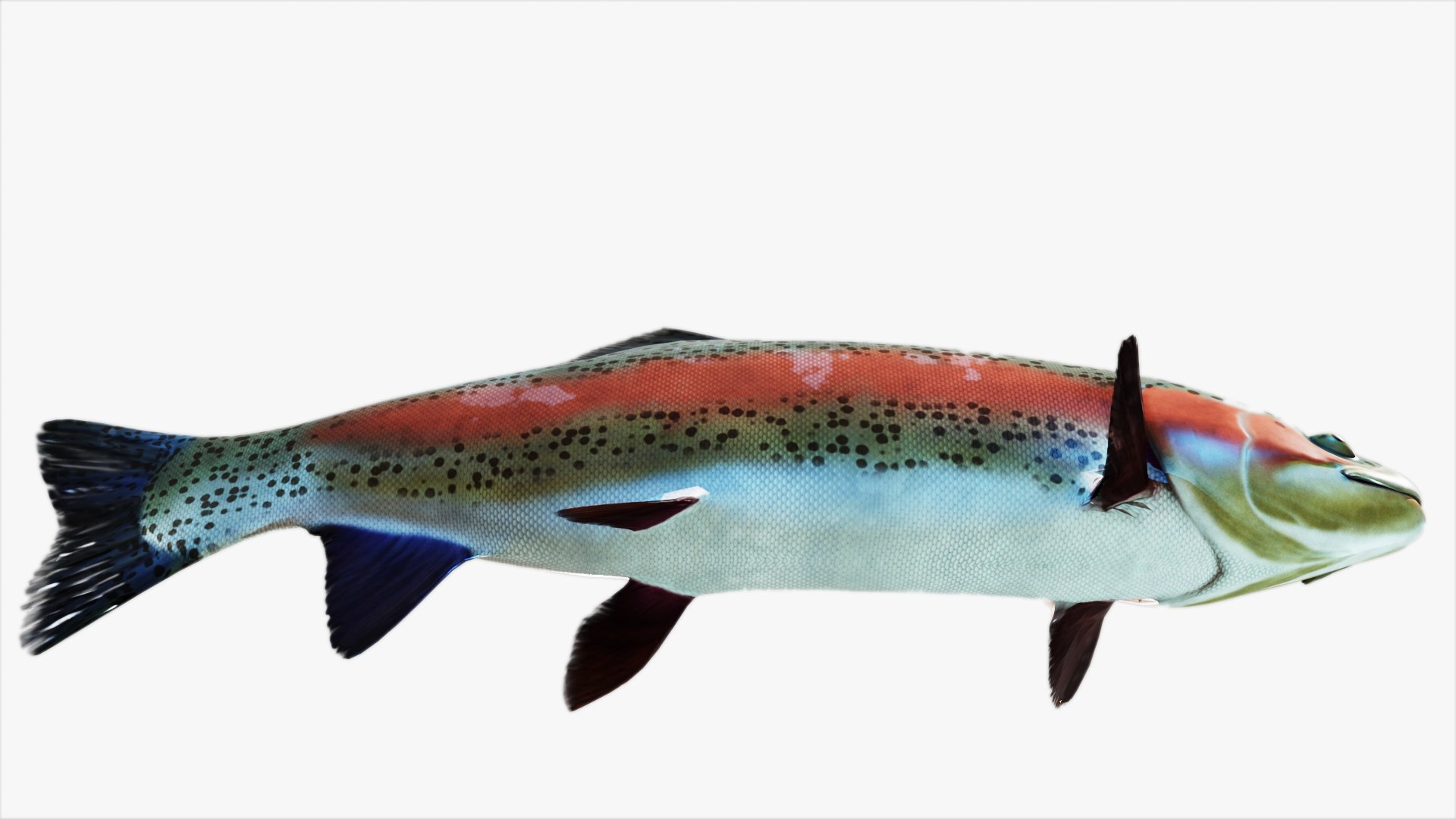 3D Rainbow Trout Model - TurboSquid 2315793