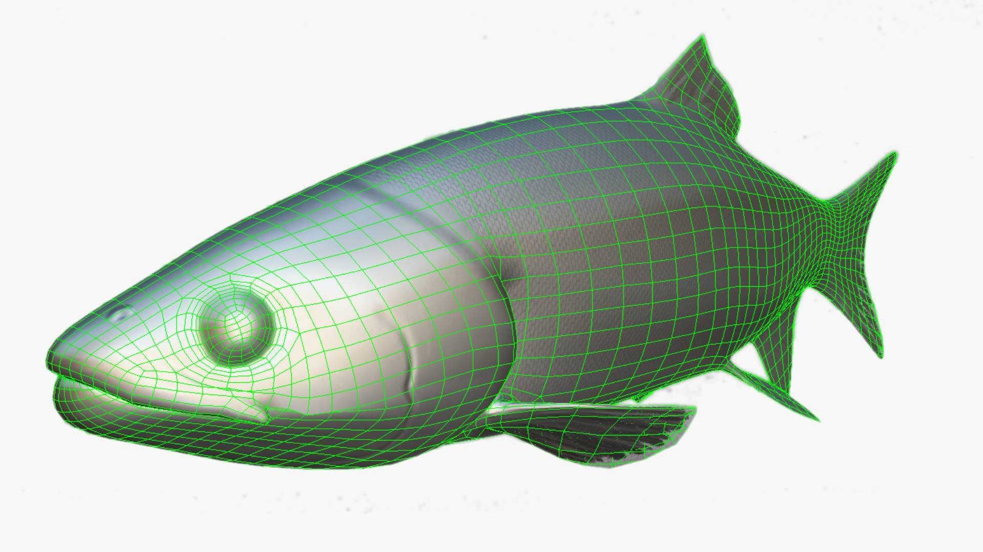 3D Rainbow Trout Model - TurboSquid 2315793