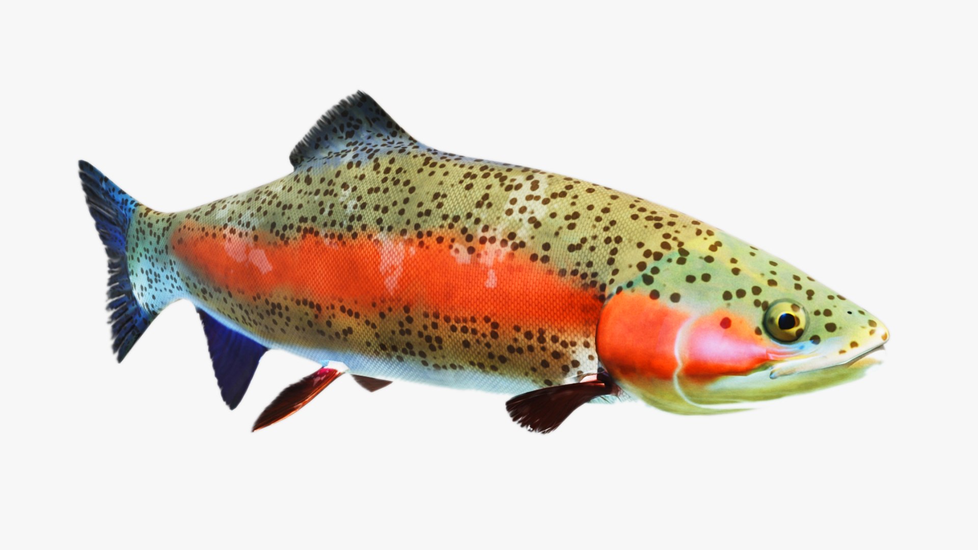 3D Rainbow Trout Model - TurboSquid 2315793