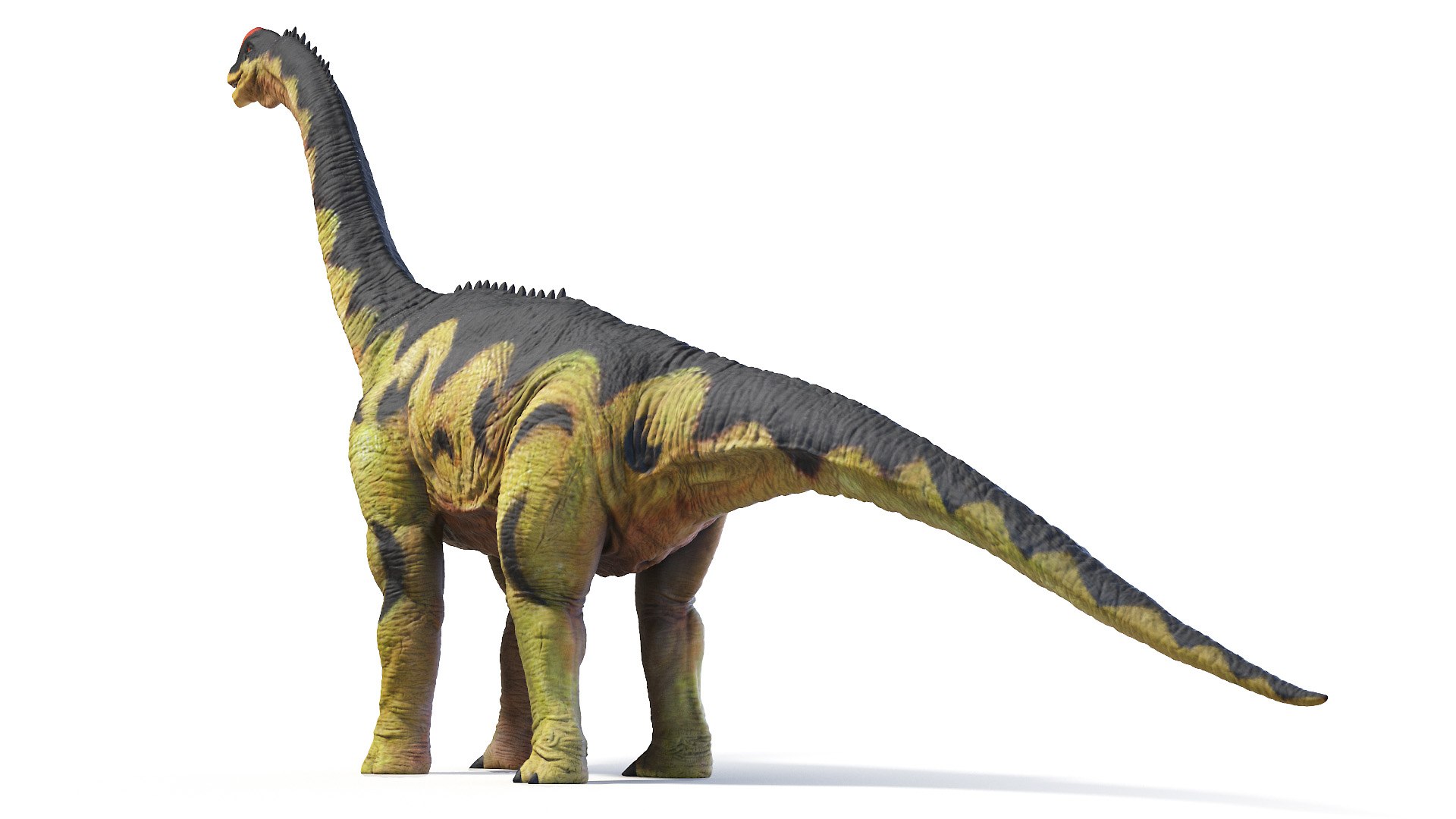 Camarasaurus Static 3D Model - TurboSquid 1897287