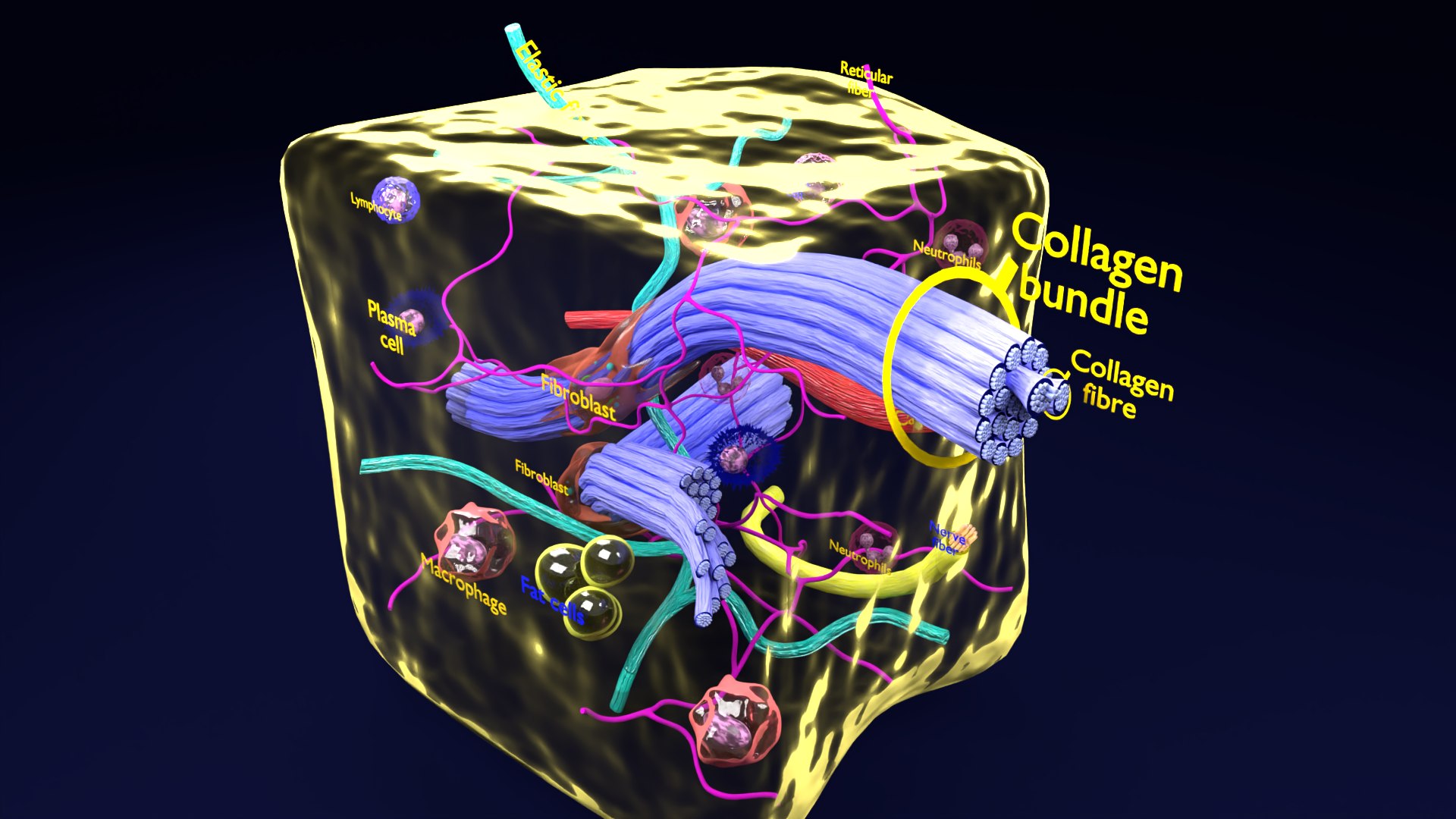 3D Connective Tissue Elements Labelled - TurboSquid 1602188