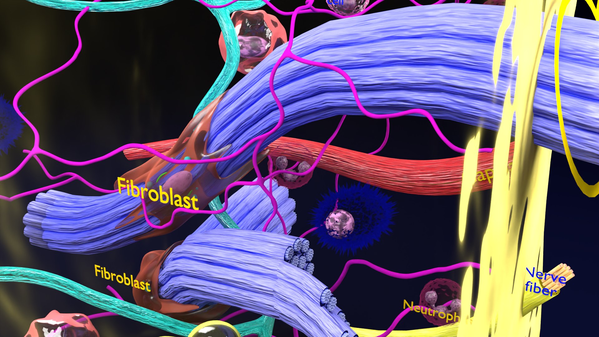 3D Connective Tissue Elements Labelled - TurboSquid 1602188