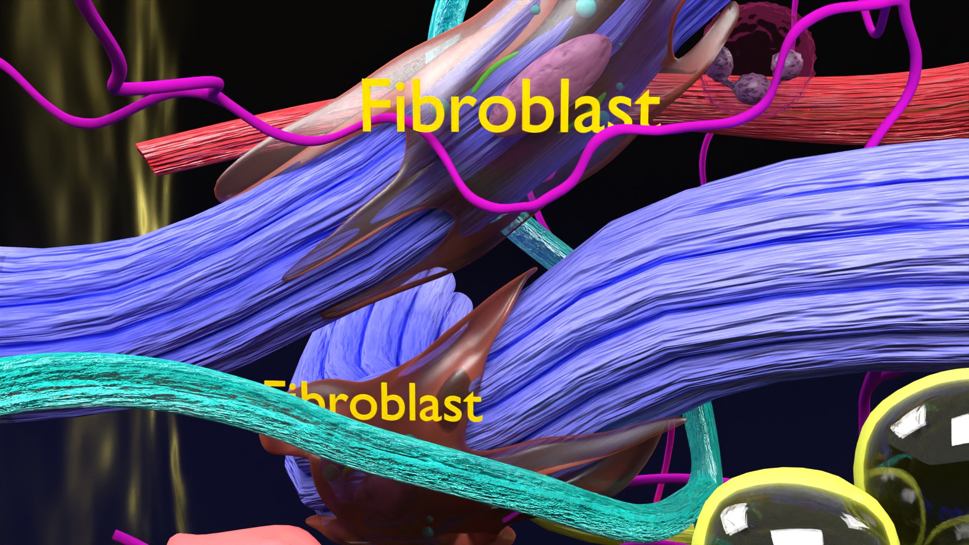 3D Connective Tissue Elements Labelled - TurboSquid 1602188