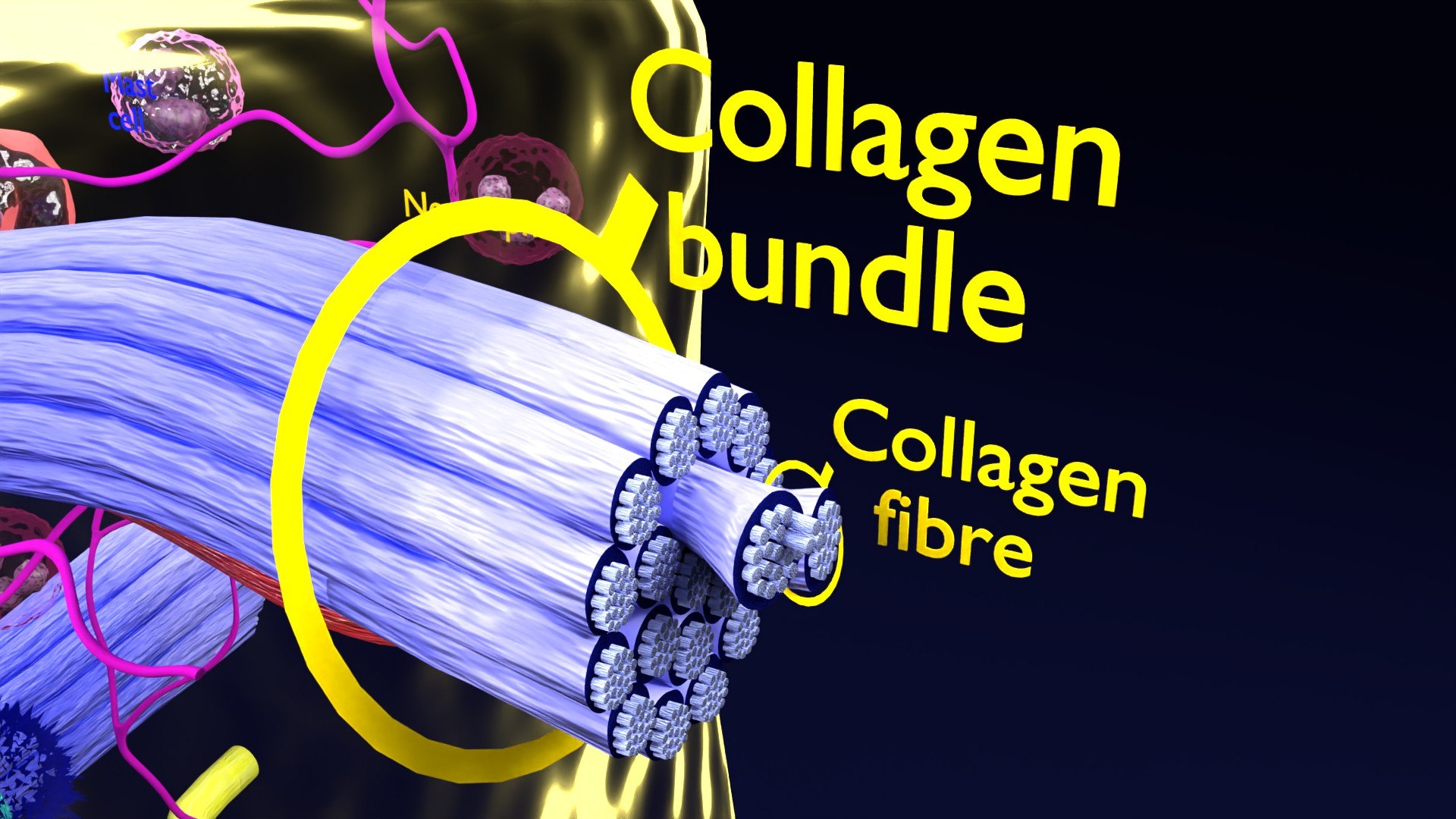 3D Connective Tissue Elements Labelled - TurboSquid 1602188