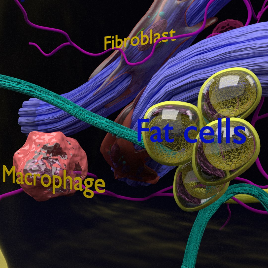 3D Connective Tissue Elements Labelled - TurboSquid 1602188