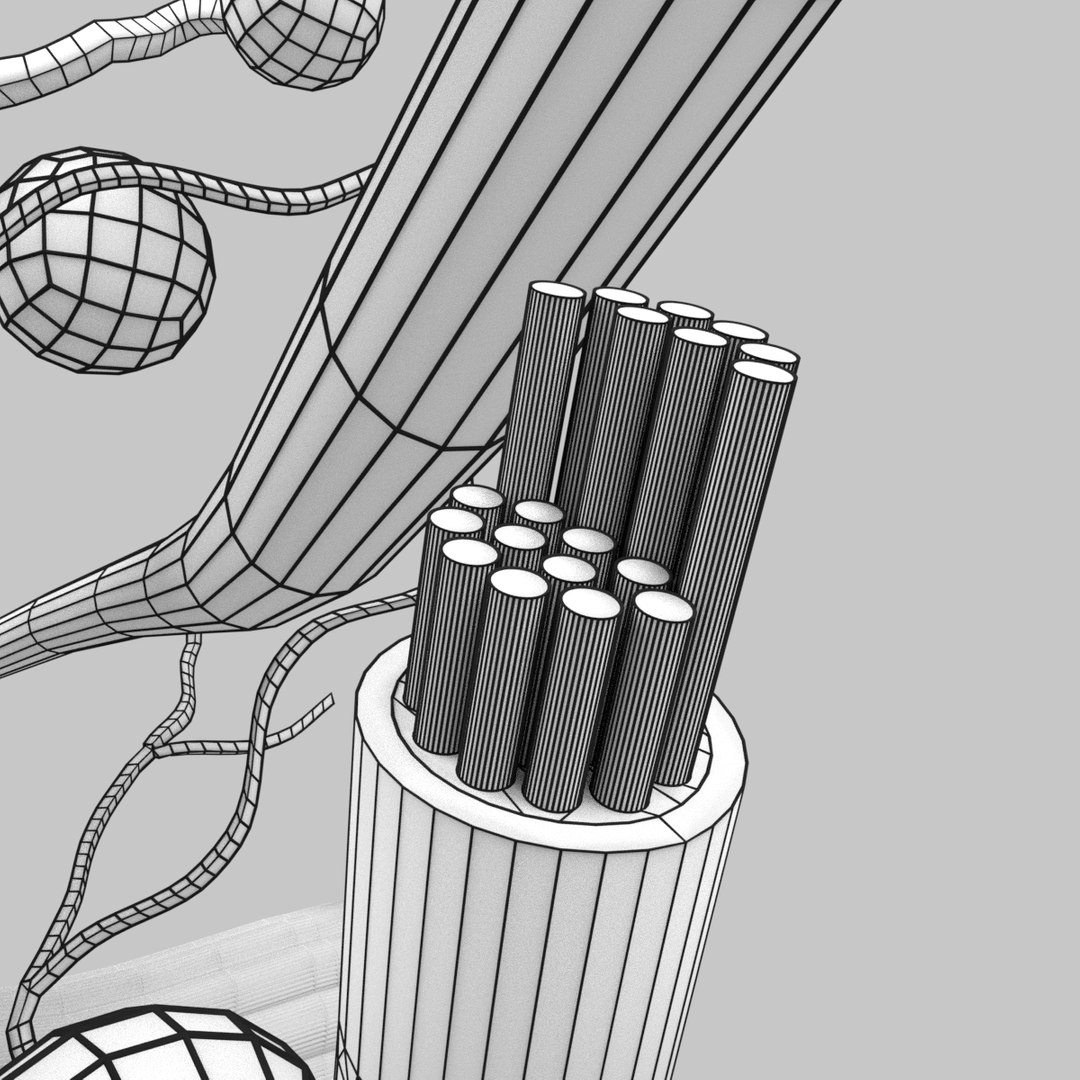 3D Connective Tissue Elements Labelled - TurboSquid 1602188