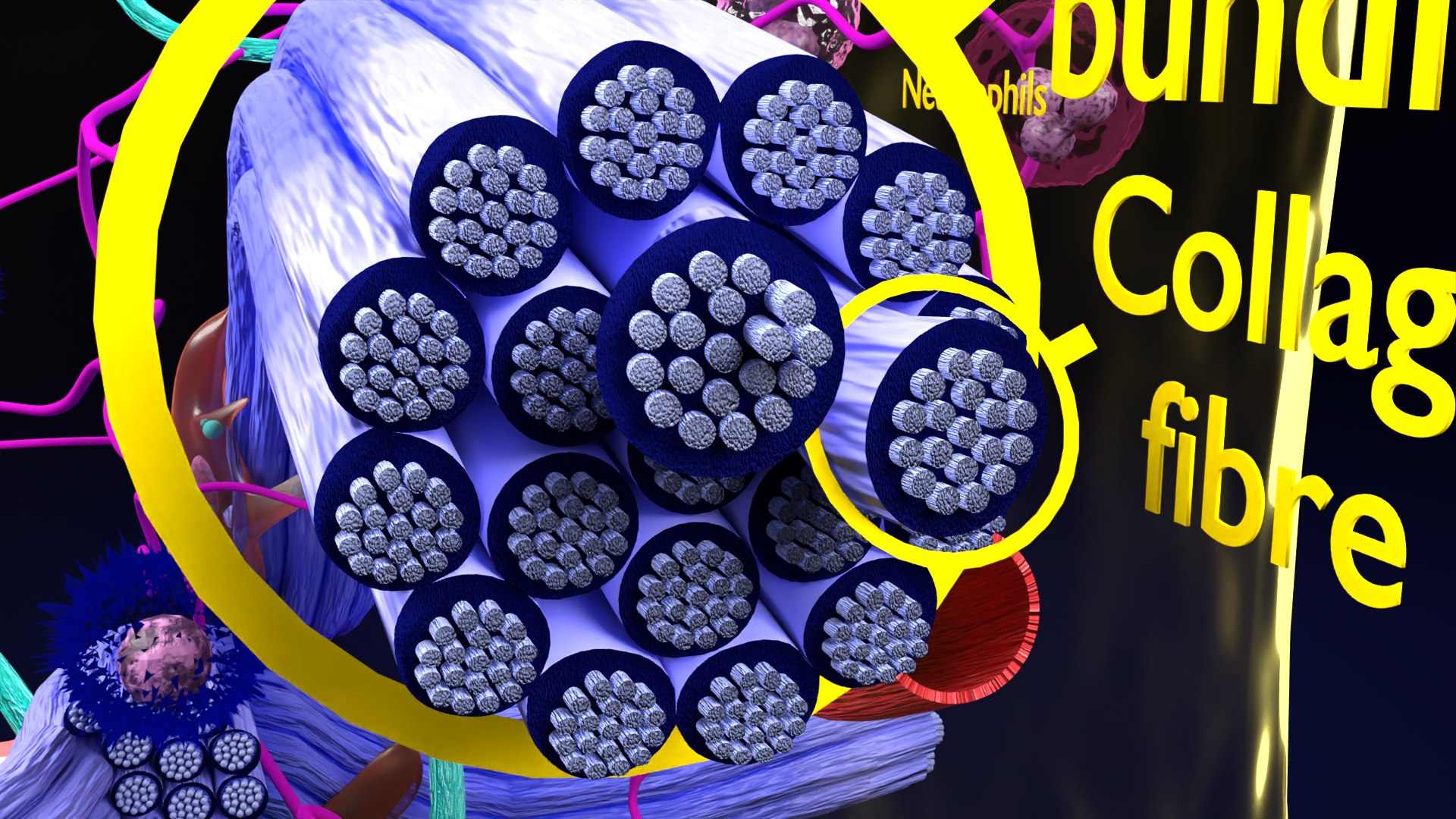 3D Connective Tissue Elements Labelled - TurboSquid 1602188