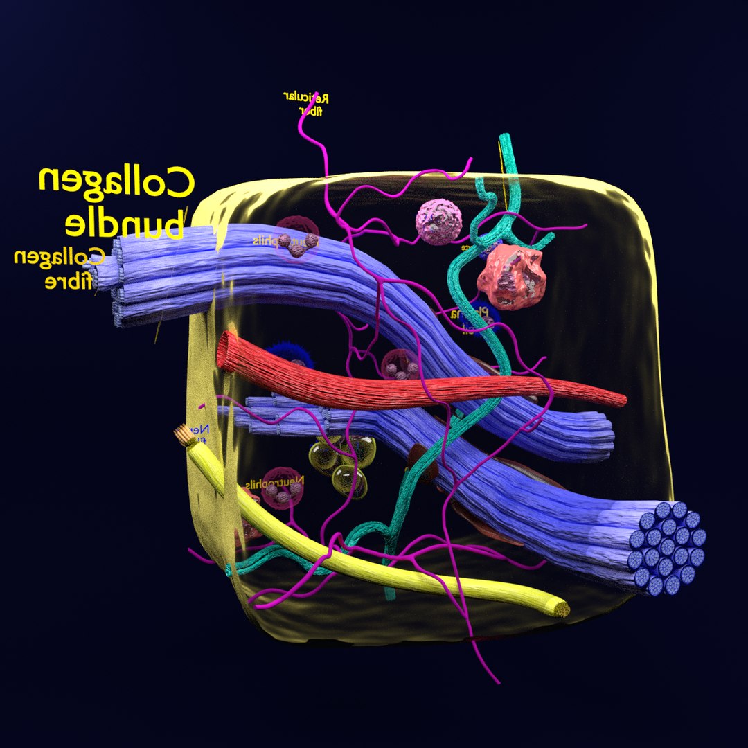 3D Connective Tissue Elements Labelled - TurboSquid 1602188