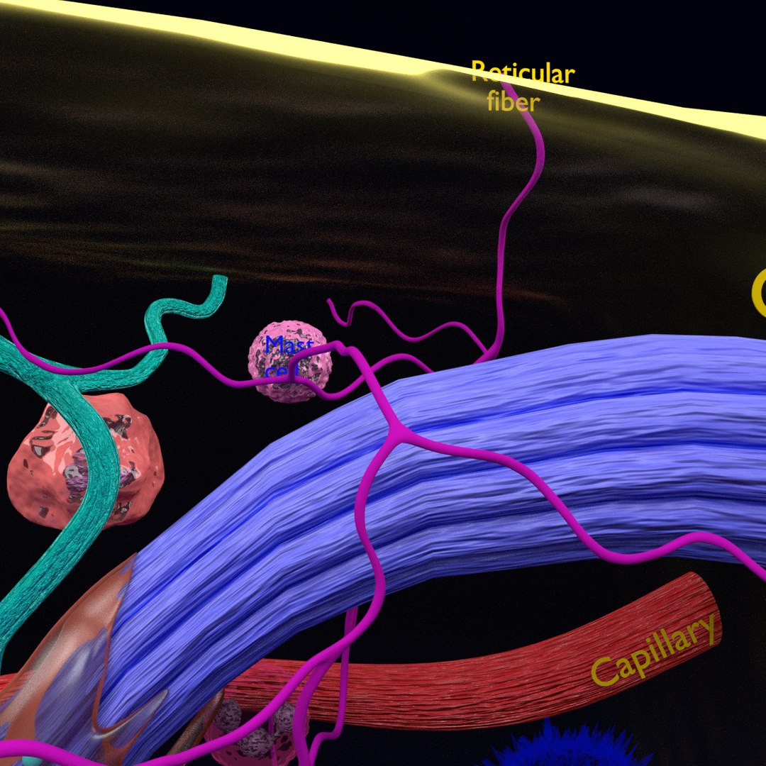 3D Connective Tissue Elements Labelled - TurboSquid 1602188